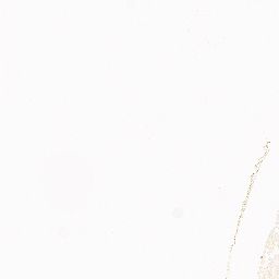 High Resolution Image Viewer :: Allen Brain Atlas: Developing Mouse Brain