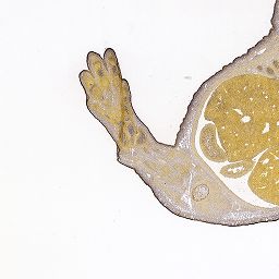 High Resolution Image Viewer :: Allen Brain Atlas: Developing Mouse Brain