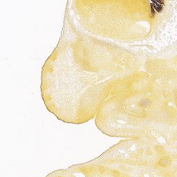 High Resolution Image Viewer :: Allen Brain Atlas: Developing Mouse Brain