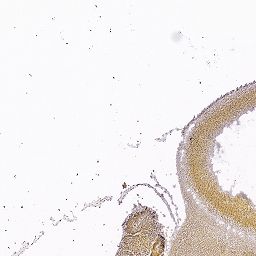 High Resolution Image Viewer :: Allen Brain Atlas: Developing Mouse Brain