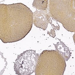 High Resolution Image Viewer :: Allen Brain Atlas: Developing Mouse Brain